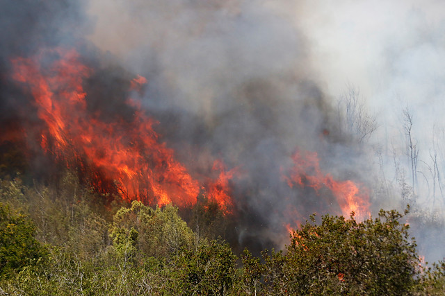 Declaran Alerta Roja Para La Comuna De Quillón Por Incendio Forestal
