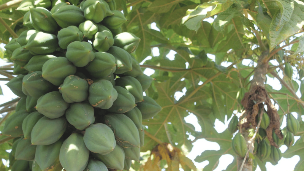 Buscan establecer Sello de Origen a la papaya de la región de Coquimbo